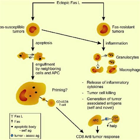 Antitumor Effects Of Fasl Gene Transfer Ectopic Expression Of Fasl Can Download Scientific