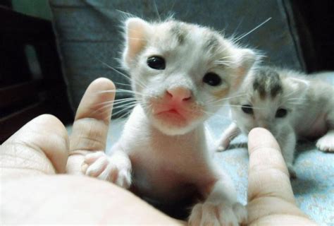 Squee Cute Cats Kittens Cutest Kittens