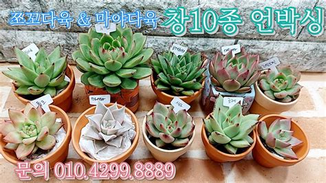 쪼꼬다육 And 마야다육창셋트언박싱 10종 구성 01042998889유료광고포함 多肉植物 Korean