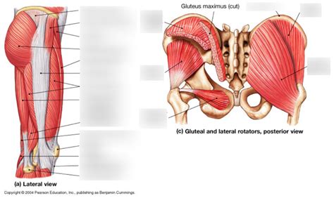 Diagram Of Muscles Of The Leghip Lateral And Posterior View Quizlet