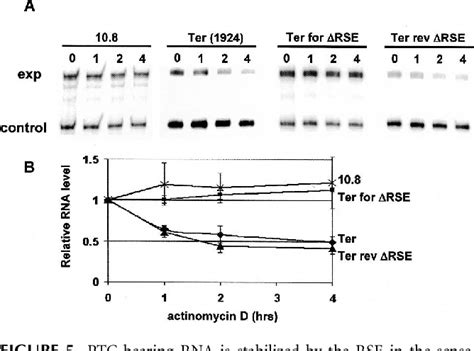 Figure 2 From A 3 Utr Sequence Stabilizes Termination Codons In The