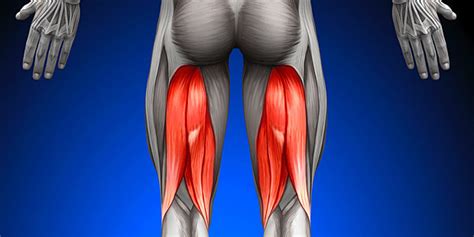 What Are The Hamstrings The Body Junction Pilates Yoga