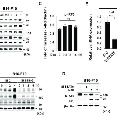 Hmgb1 Modulated Sting During Senescence B16 F10 Cells Were Transfected
