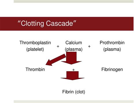 Transportation And Circulatory System Ppt Download