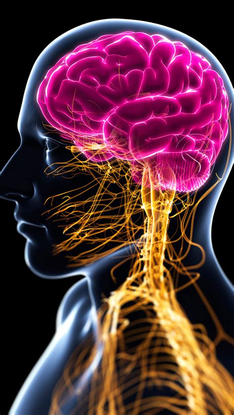 Brain Boosting Formulas 2nd Springs Wellness