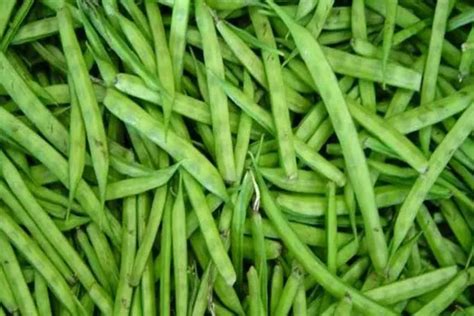 Gavar Shenga Che Fayde वजन कमी करण्यापासून ते बद्धकोष्ठतेसाठी उपयुक्त