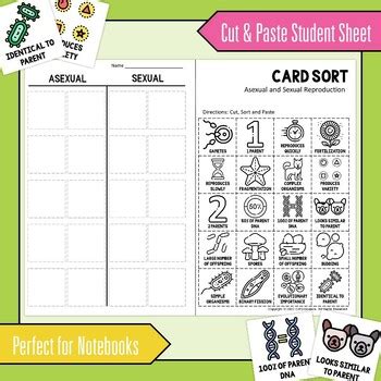 Asexual And Sexual Reproduction Card Sort Activity Science Card Sorts