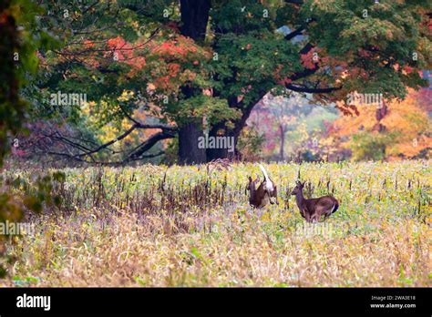 Two White Tailed Deer Bucks Odocoileus Virginianus Running In A