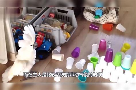 太搞笑！鹦鹉学会狗叫和狗狗吵架，狗狗都惊呆了狗狗鹦鹉