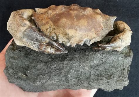 Fossil Crab For Sale In UK 55 Second Hand Fossil Crabs