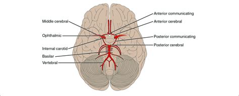 The Anterior Cerebral Artery Aca And Anterior Communicating Artery