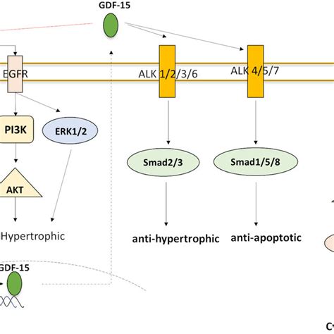 Downstream Targeting And Signaling Of Gdf 15 In Monocytes Macrophages Download Scientific