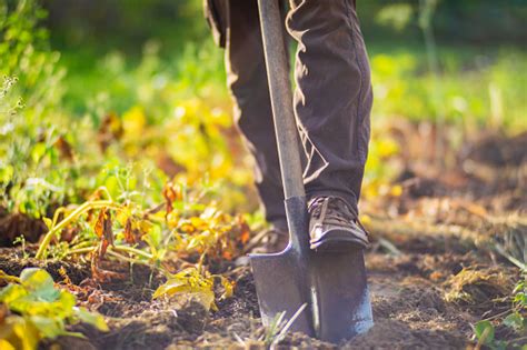 농부는 채소밭에서 토양을 파냅니다 야채 심기를위한 토양 준비 원예 개념 농장에서의 농업 작업 가을에 대한 스톡 사진 및 기타 이미지 Istock