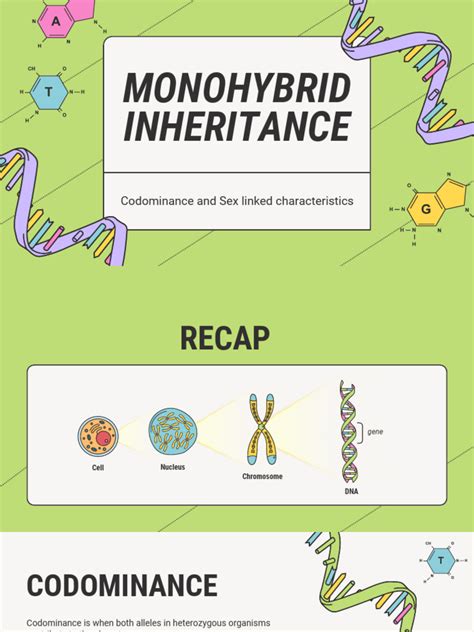 Monohybrid Inheritance Pdf Pdf Dominance Genetics Allele