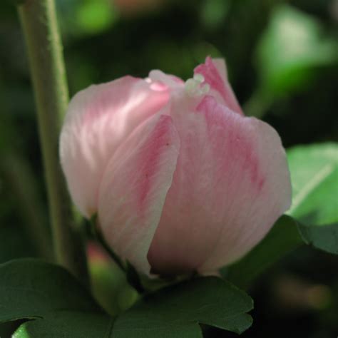 무료 이미지 꽃잎 장미 꽃 높은 신성한 연꽃 수생 식물 플로라 샤론 로터스 고용하다 히비스커스 싹 안녕