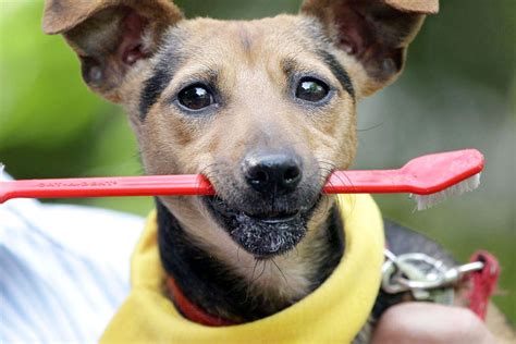 Why Do Dogs Show Their Teeth When Happy
