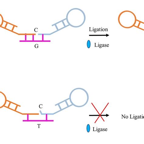 Schematic Illustration Of The Principle Of Dna Ligase Assisted Lamp