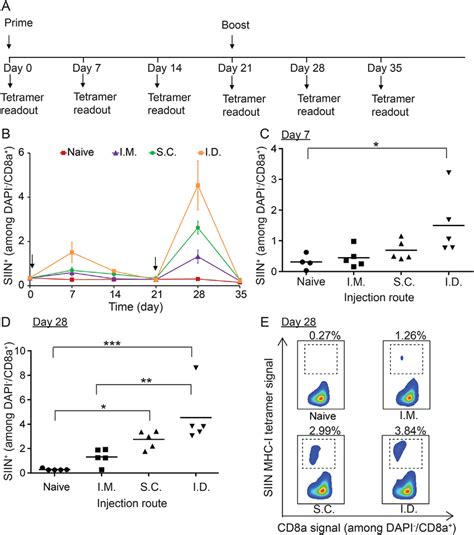 Impact Of Injection Route On Expansion Of Siin Specific Cd8 þ T Cells