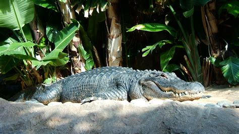 Jungle Crocodile