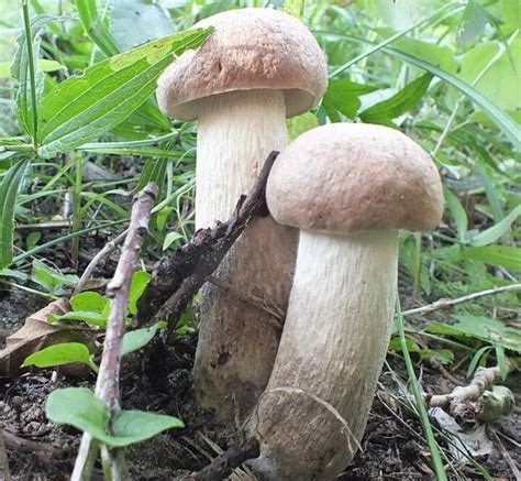 Сможете узнать все лесные грибы на 14 фотографиях Тест для грибников грибной критик Дзен