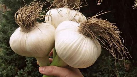 Чим підживити часник у липні — рецепт добрива для небувалого врожаю Новини Live