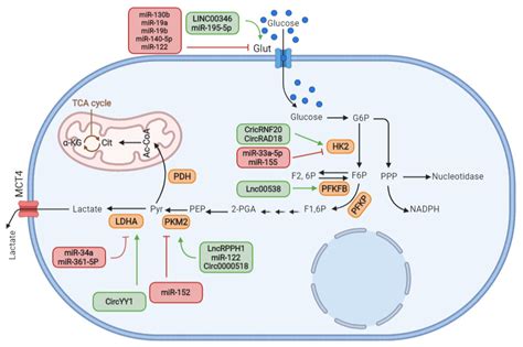 How Are Metabolic Pathways Connected At James Tanner Blog