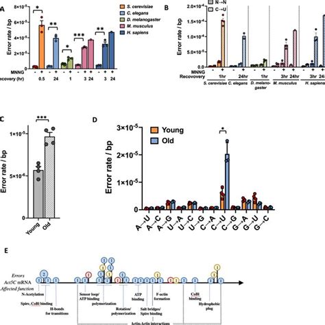 The Error Rate Of Transcription In Genetically Engineered Worms And
