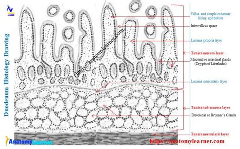 Duodenum Histology Slide With Labeled Diagram Anatomylearner