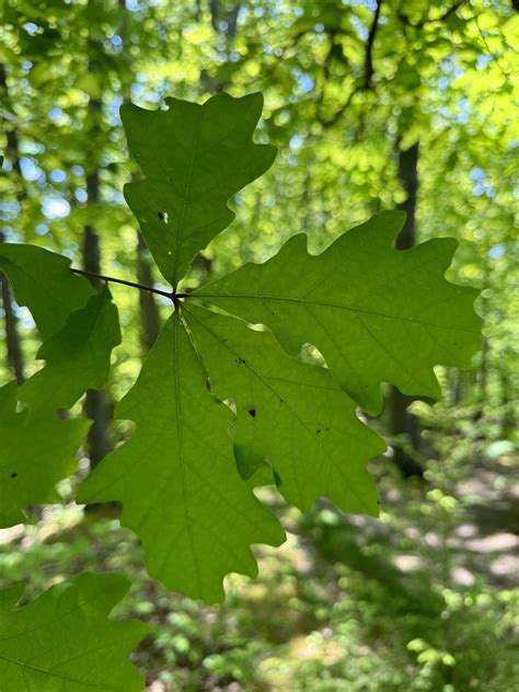 Oak Bark Identification