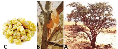 Frankincense Tree