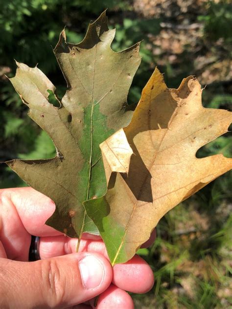Live Oak Tree Leaves Turning Brown Devon Croteau