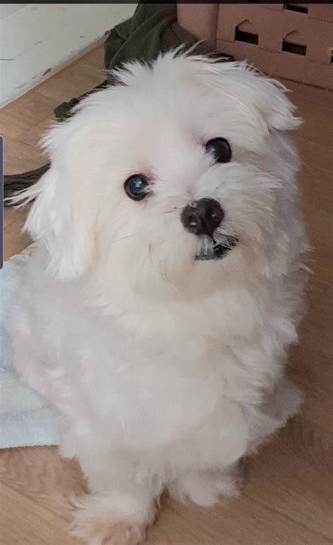 하 양 이 고 마 워 그 리 고 사 랑 해 ♡ 씨엘로펫