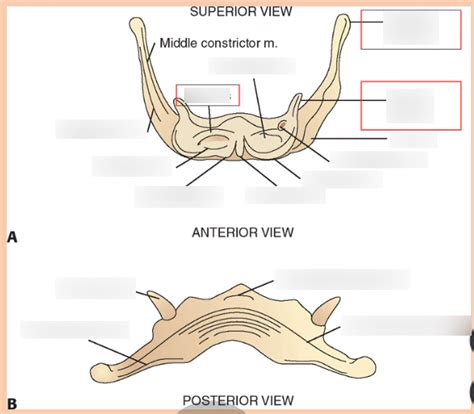 Hyoid Bone Diagram Quizlet
