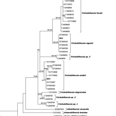 Phylogenetic Tree Based On The 58s Its2 Region Of Rdna Of Bird