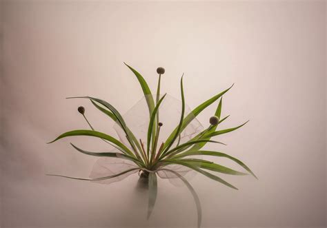 Trophic Efficiency → Term