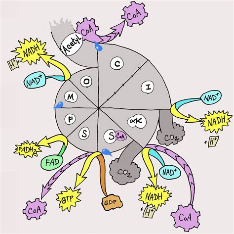 Krebs Cycle Animation