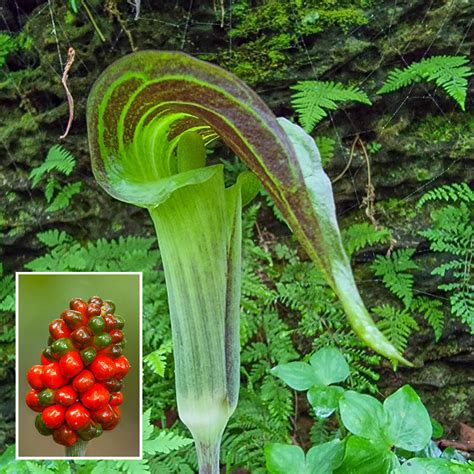 Jack In The Pulpit Brecks Premium Bulbs