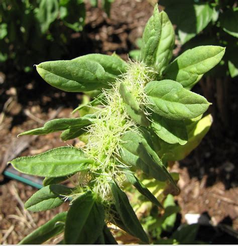 From Pesky Pests To NBT S A Close Look At Spinach Breeding Seed World