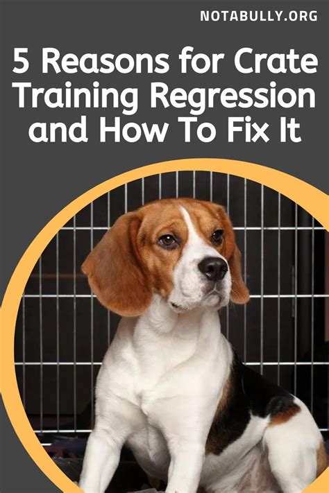 5 Reasons For Crate Training Regression And How To Fix It Artofit