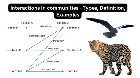 Competition Interaction Definition And Types With Examples Biology Competition Interaction Definition And Types With Examples Biology