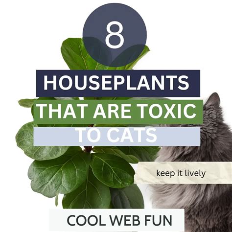 8 Houseplants That Are Toxic To Cats Cool Web Fun