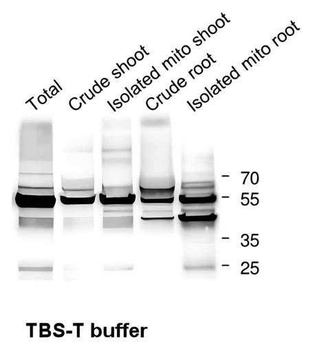 How To Make Tbs Buffer Ucallm
