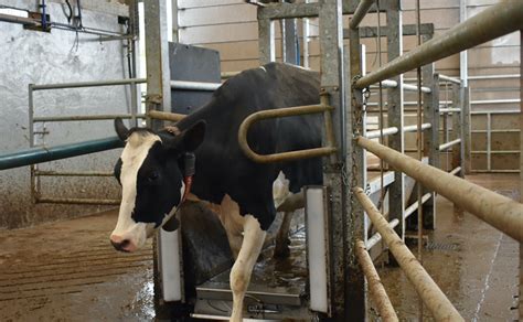 Machine Learning And Ai Enable Early Lameness Detection Farm News Farmers Guardian