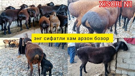 СУРХОНДАРЁ ХИСОРИ ҚЎЙЛАР МАКОНИ БОЗОР НАРХЛАРИ - YouTube