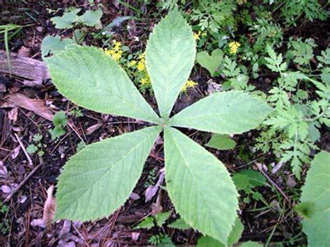 鬼灯檠图片 植物根茎的鬼灯檠图片大全 花卉网