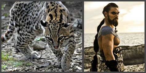 Ева элфи и адам оцелот свадьба 61 фото