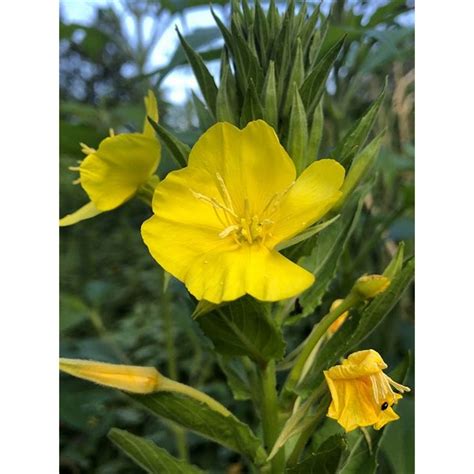 Oenothera Lamarckiana Evening Primrose Seeds Dandh Seed Harvest Co