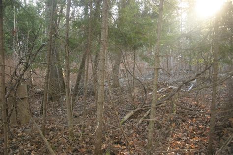 What Is The Fastest Way To Get Rid Of Raspberry Patch For Planting Area Next Spring Also What