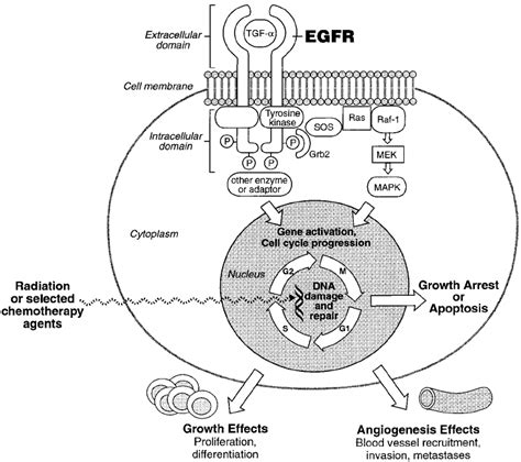 Simplified Schematic Illustration Of The Egfr System Depicting Egfr Download Scientific