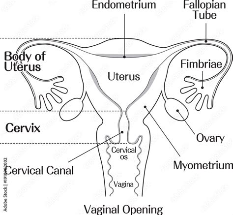 Image Vectorielle Stock Uterus Anatomy Diagram With Cervix Ovaries And